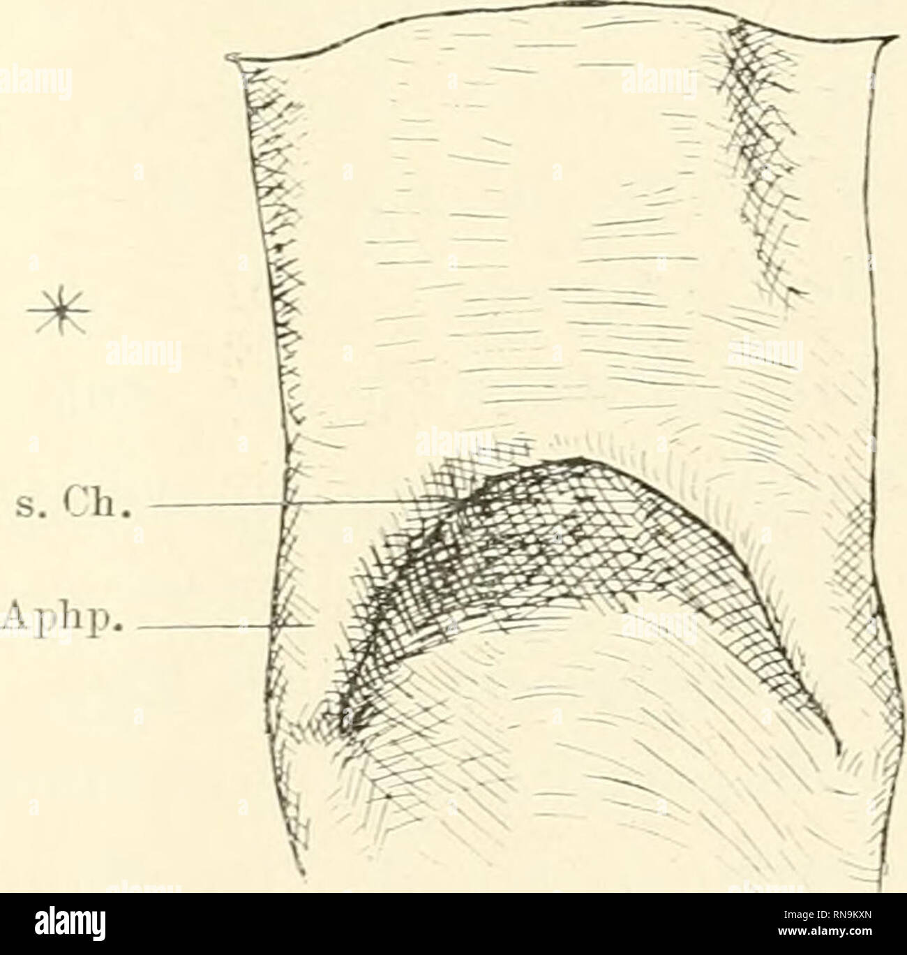 . Anatomische Hefte. *. ^ Flg. 4-2. Hintere Teile der dem weichen ...