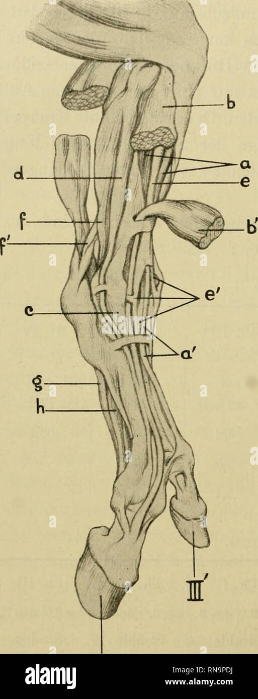Tibialis anterior sehne Stockfotos und -bilder Kaufen - Alamy