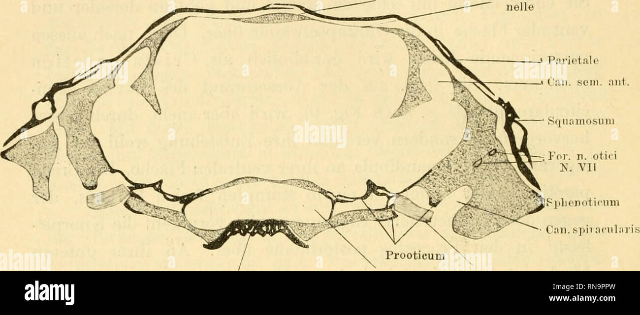 . Anatomische Hefte. 180 OTTO VEIT, Prominenz ausgeprägt, sondern es ...