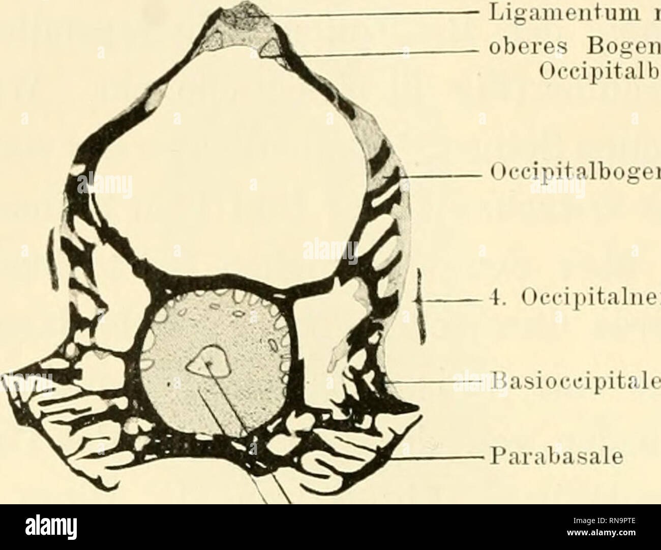 Ligamentum nuchae -Fotos und -Bildmaterial in hoher Auflösung – Alamy