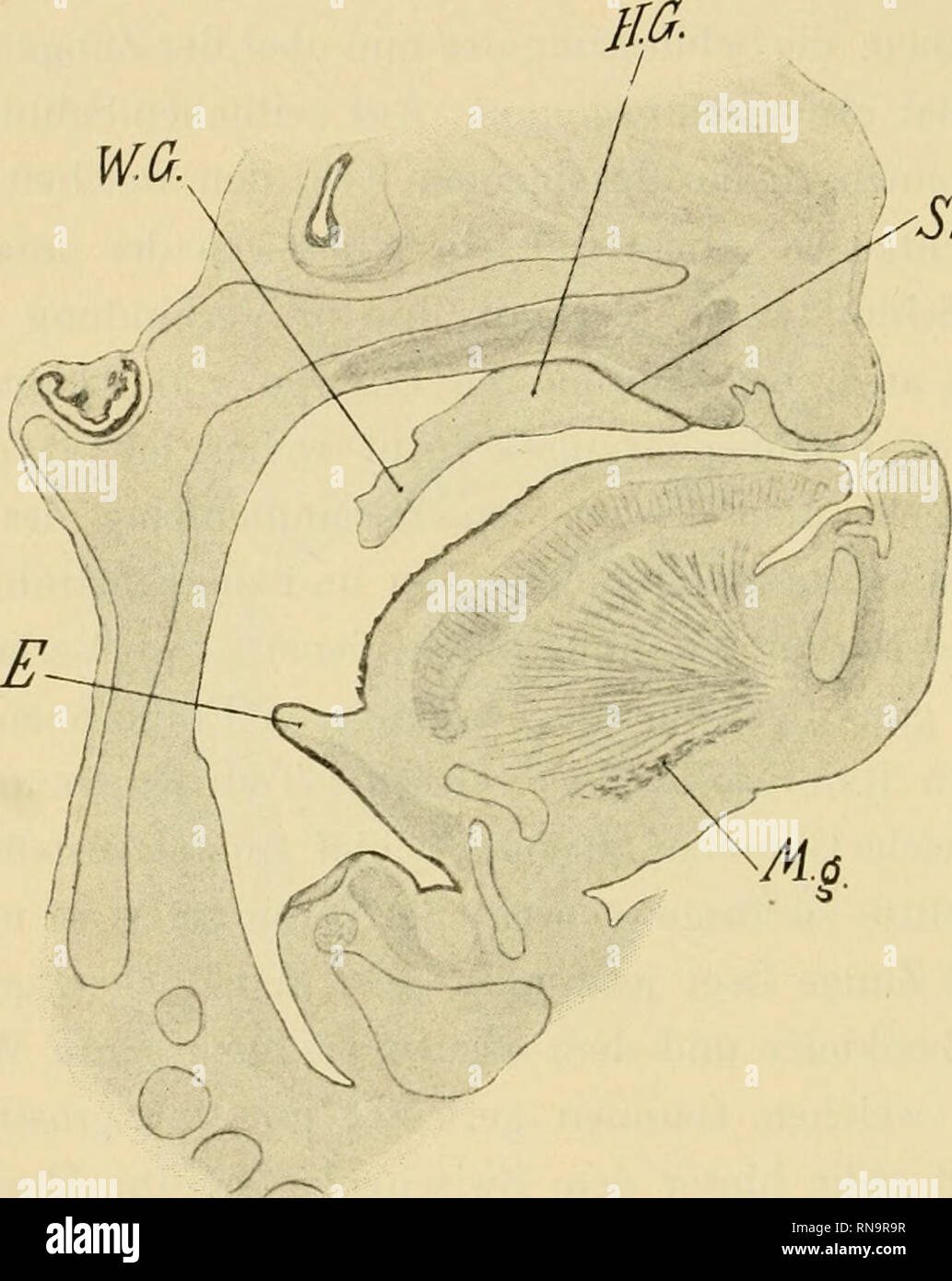 . Anatomische Hefte. 206 ANNA PÖLZL, Alveolarleiste. Die Länge des ...