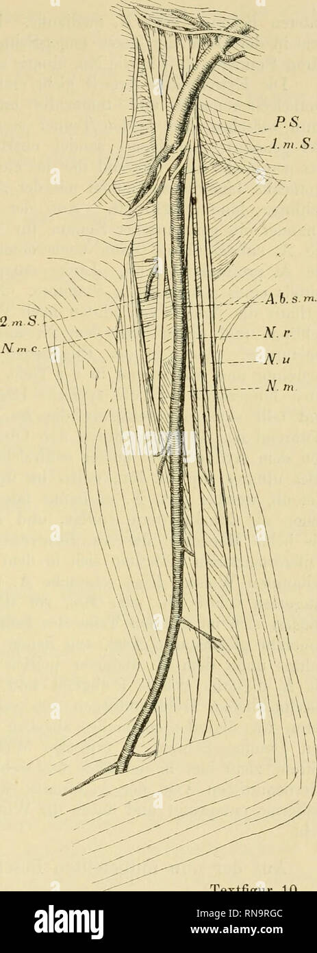 Plexus brachialis -Fotos und -Bildmaterial in hoher Auflösung – Alamy