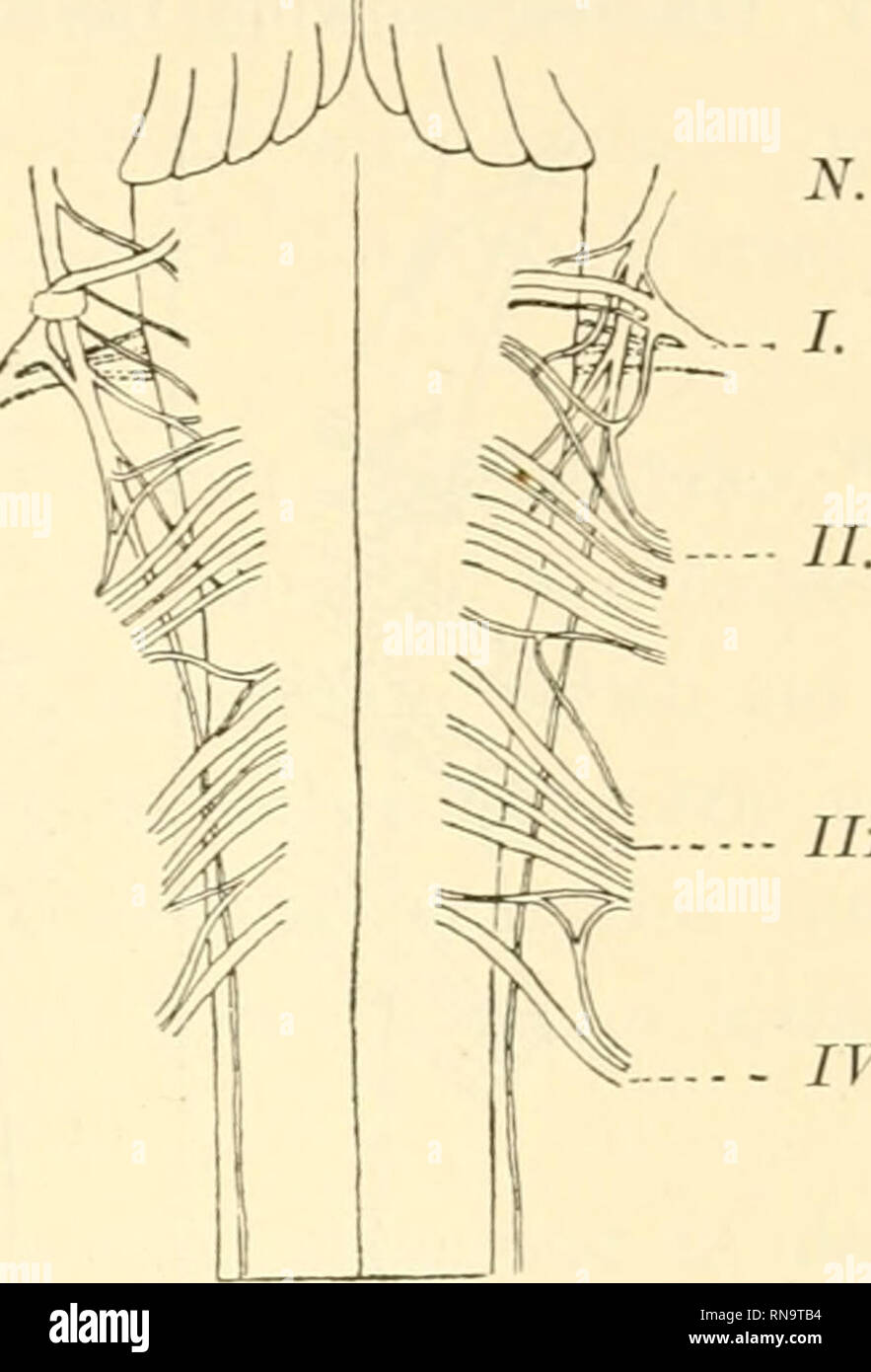 . Anatomische Hefte. Beziehungen des Nervus accessorius zu den ...