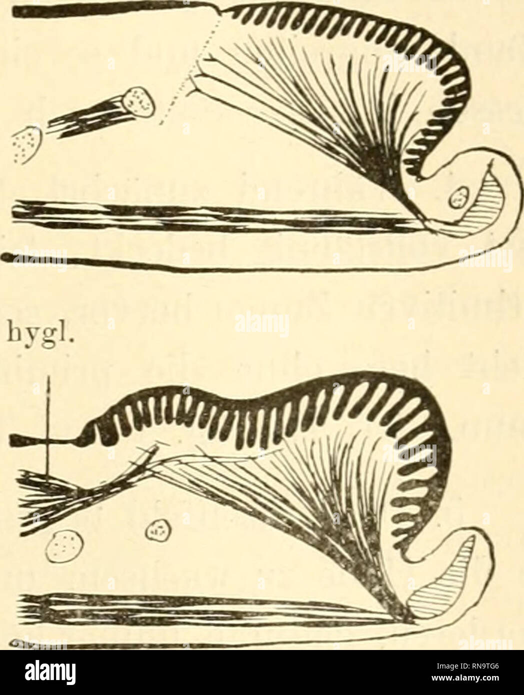 . Anatomische Hefte. . Textfigur 15. Schematische Darstellung der ...
