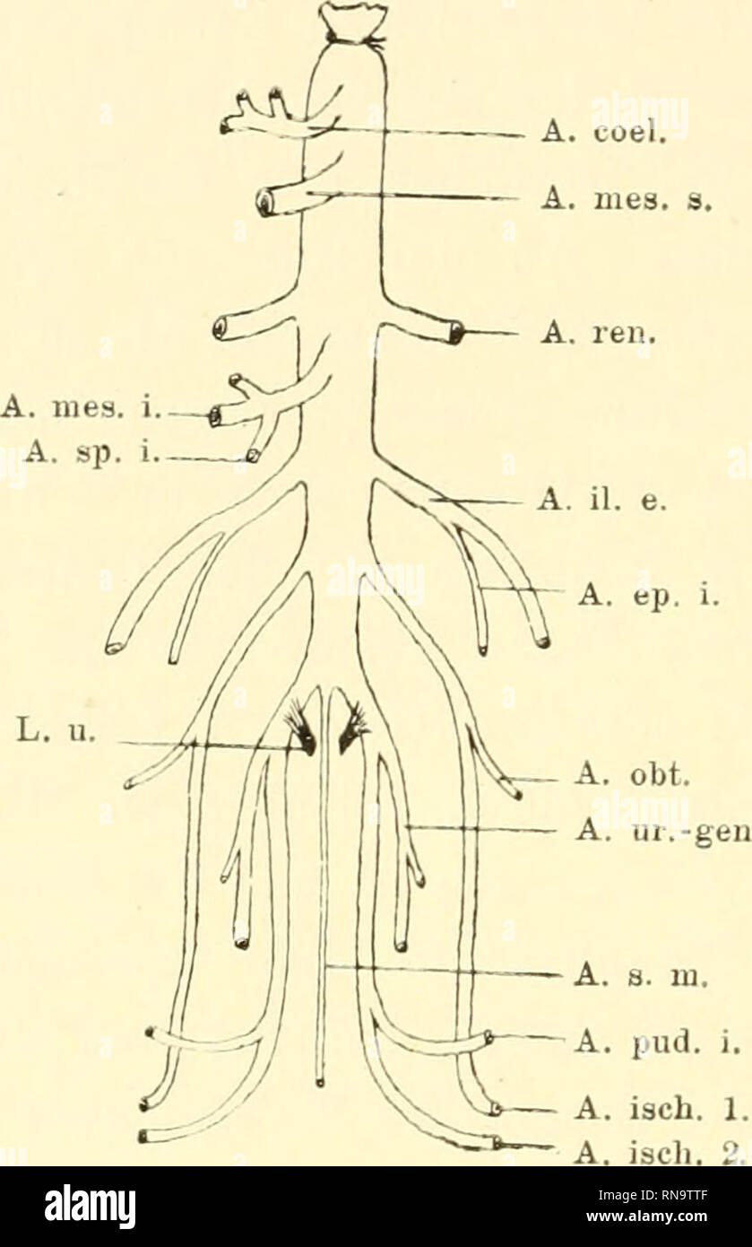 A iliaca externa -Fotos und -Bildmaterial in hoher Auflösung – Alamy