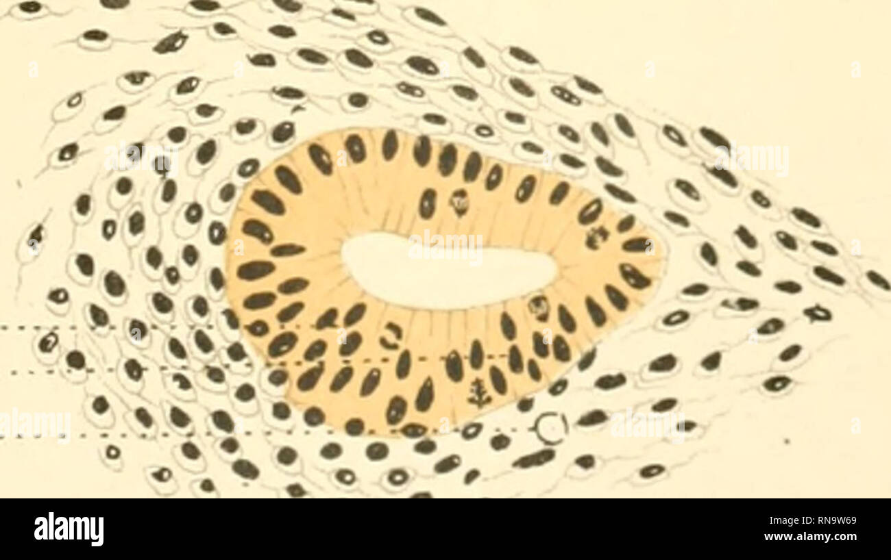 Membrana tectoria -Fotos und -Bildmaterial in hoher Auflösung – Alamy