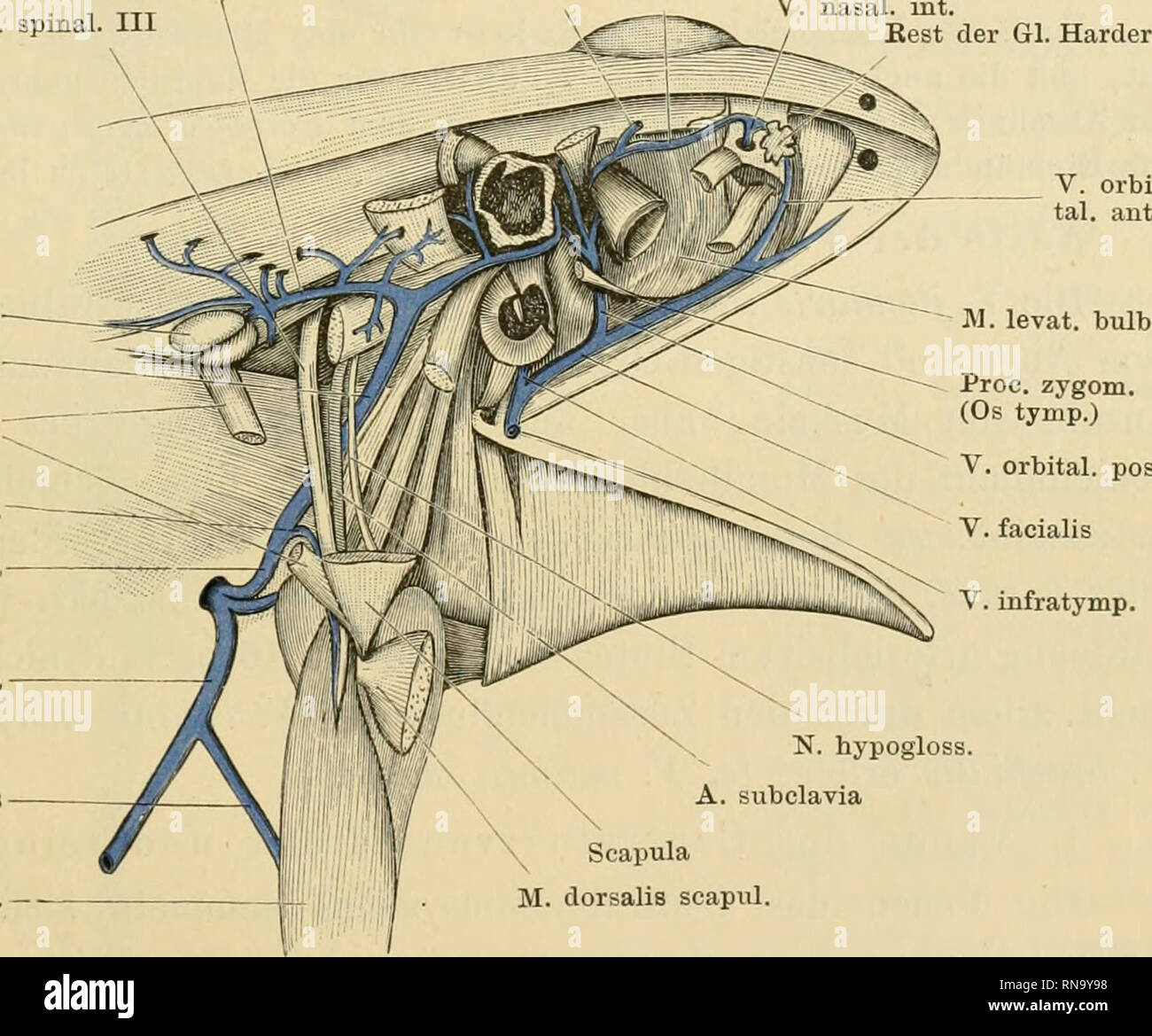 . Anatomie des Frosches. Frösche; Amphibien. V. anonyma. - V. jugularis ...