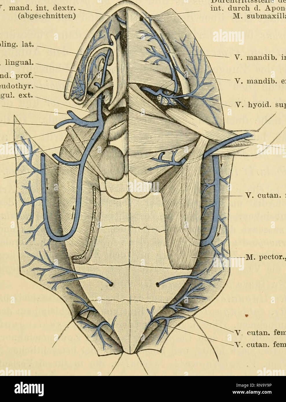 . Anatomie des Frosches. Frösche; Amphibien. V. jugularis exterua. 883 ...