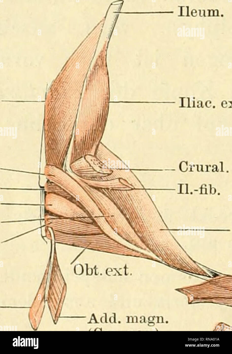 . Anatomie des Frosches. Frosch; Amphibien. 184 Muskeln der hinteren ...