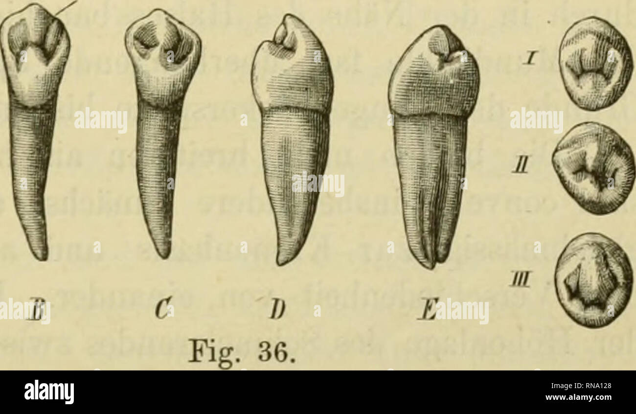. Anatomie des menschlichen Gebisses, mit besonderer Rücksicht auf die ...