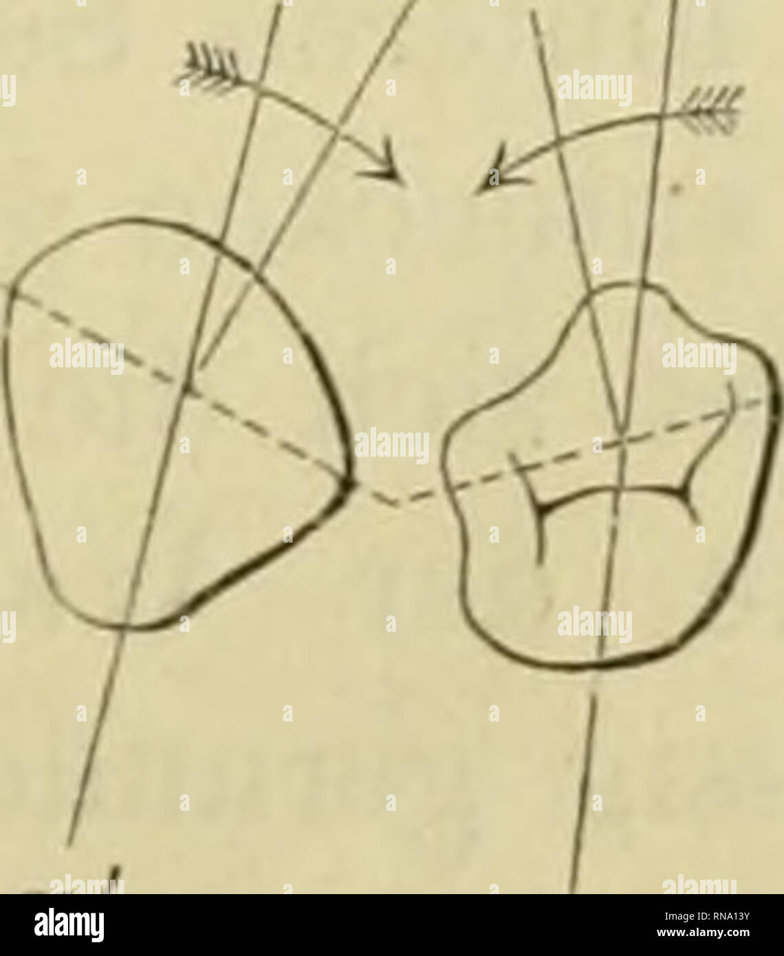 . Anatomie des menschlichen Gebisses, mit besonderer Rücksicht auf die ...