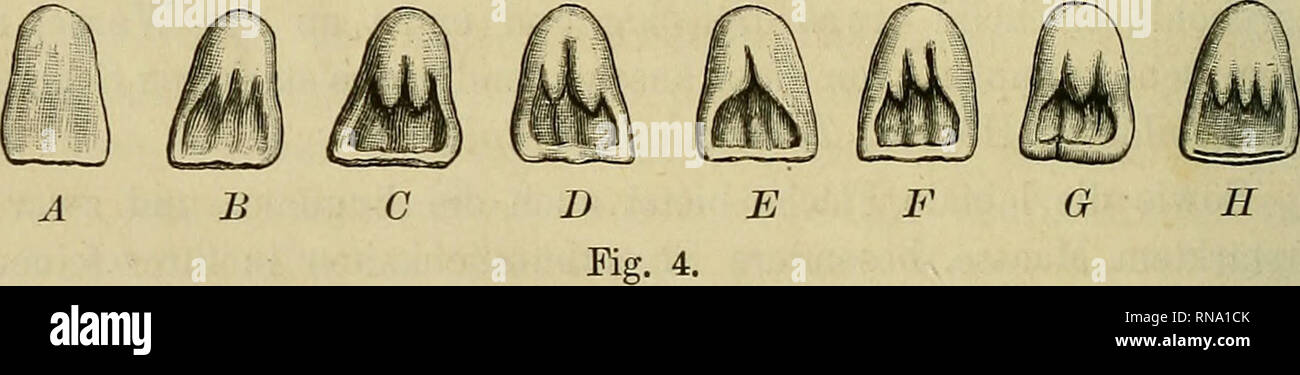. Anatomie des menschlichen Gebisses, mit besonderer Rücksicht auf die ...