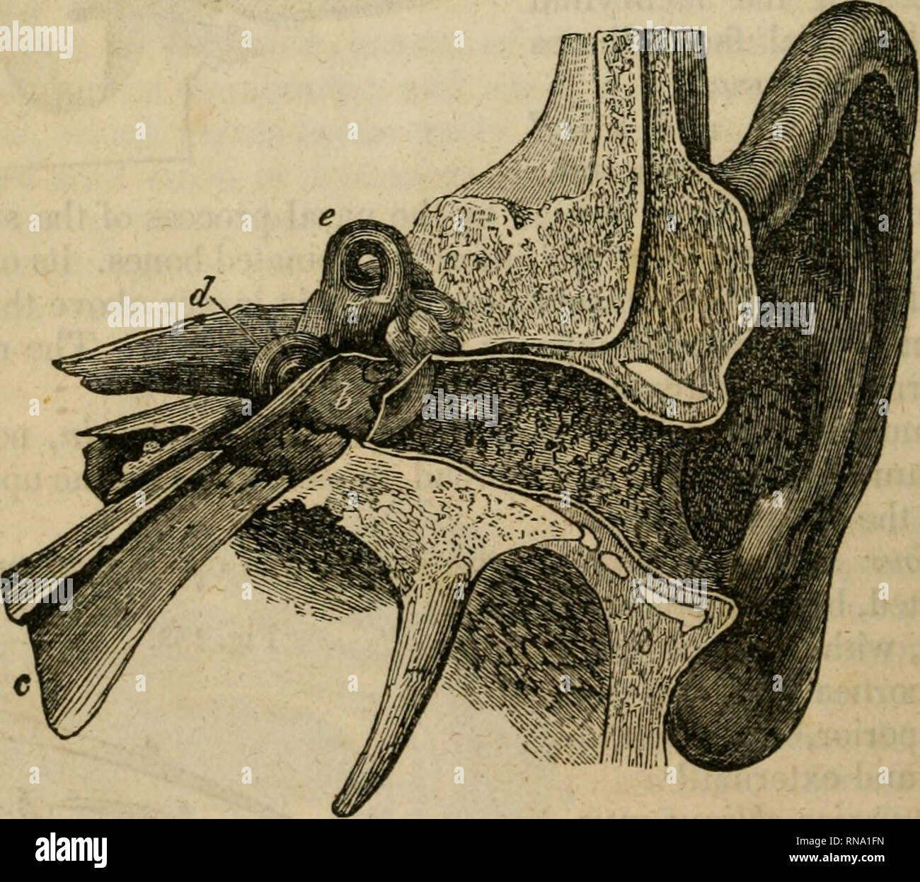. Eine analytische Kompendium der verschiedenen Zweige der ...