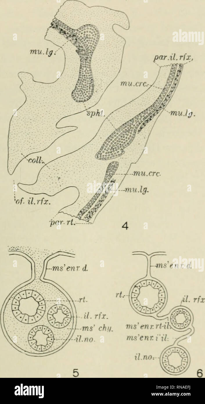 Wand des mastdarms -Fotos und -Bildmaterial in hoher Auflösung – Alamy