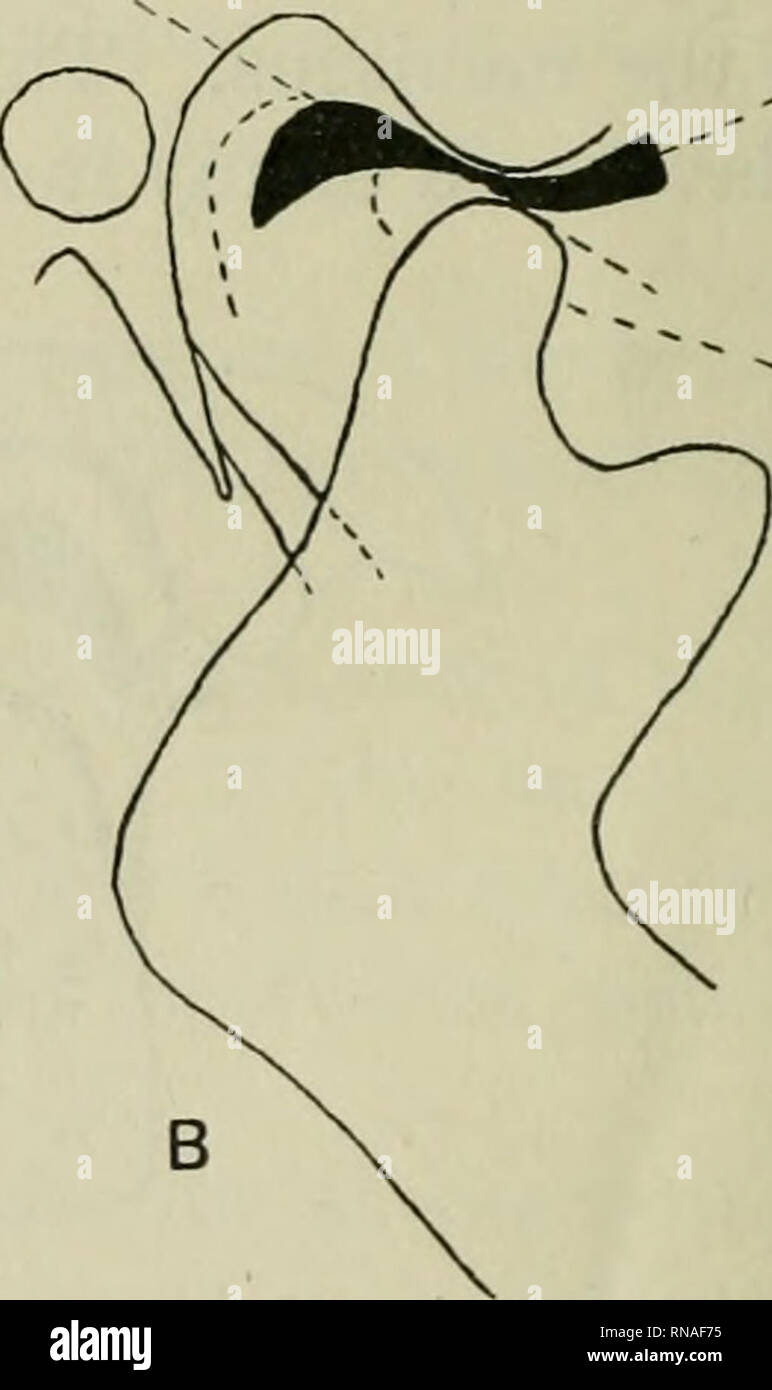 . Die anatomischen Datensatz. Anatomie; Anatomie. S! Abb. 4 Diagramm ...