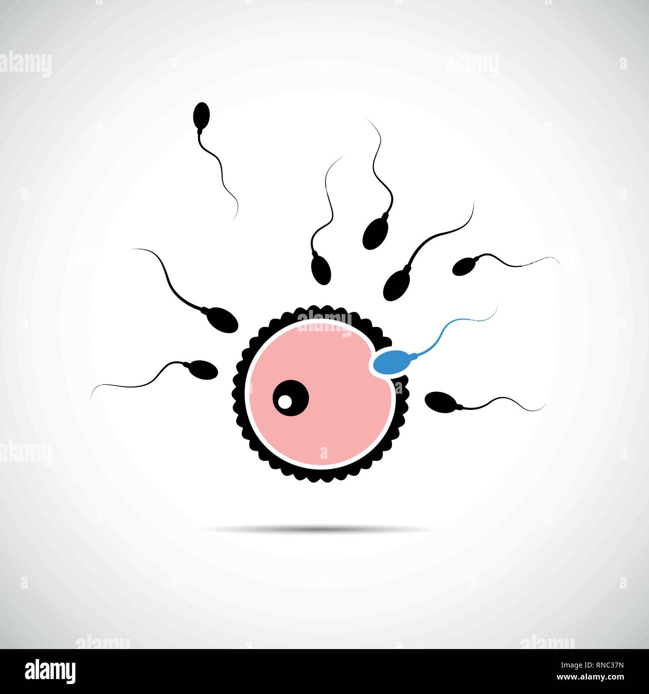 Fruchtbarkeit Reproduktion von Eizelle und Spermium blue Vector EPS ...