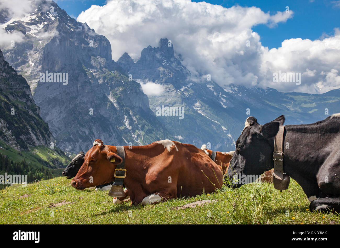 Rinderbestand im Grasland hoch über Grindelwald mit Eiger Nordwand im ...