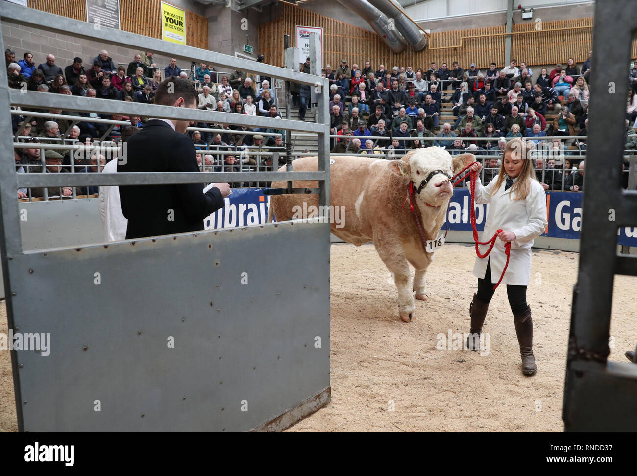 Simmentaler verkauf -Fotos und -Bildmaterial in hoher Auflösung – Alamy