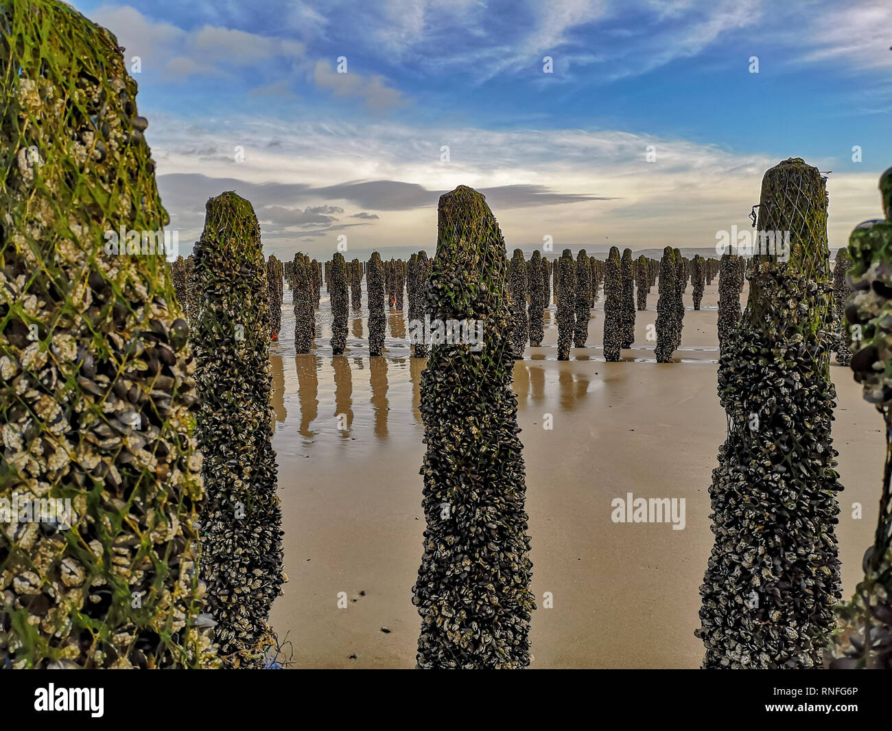 Mussel farm france -Fotos und -Bildmaterial in hoher Auflösung – Alamy