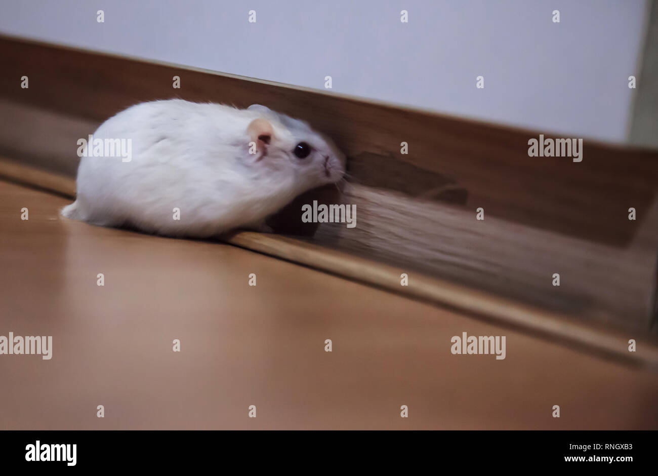 Weißer Hamster Stockfotos und -bilder Kaufen - Alamy