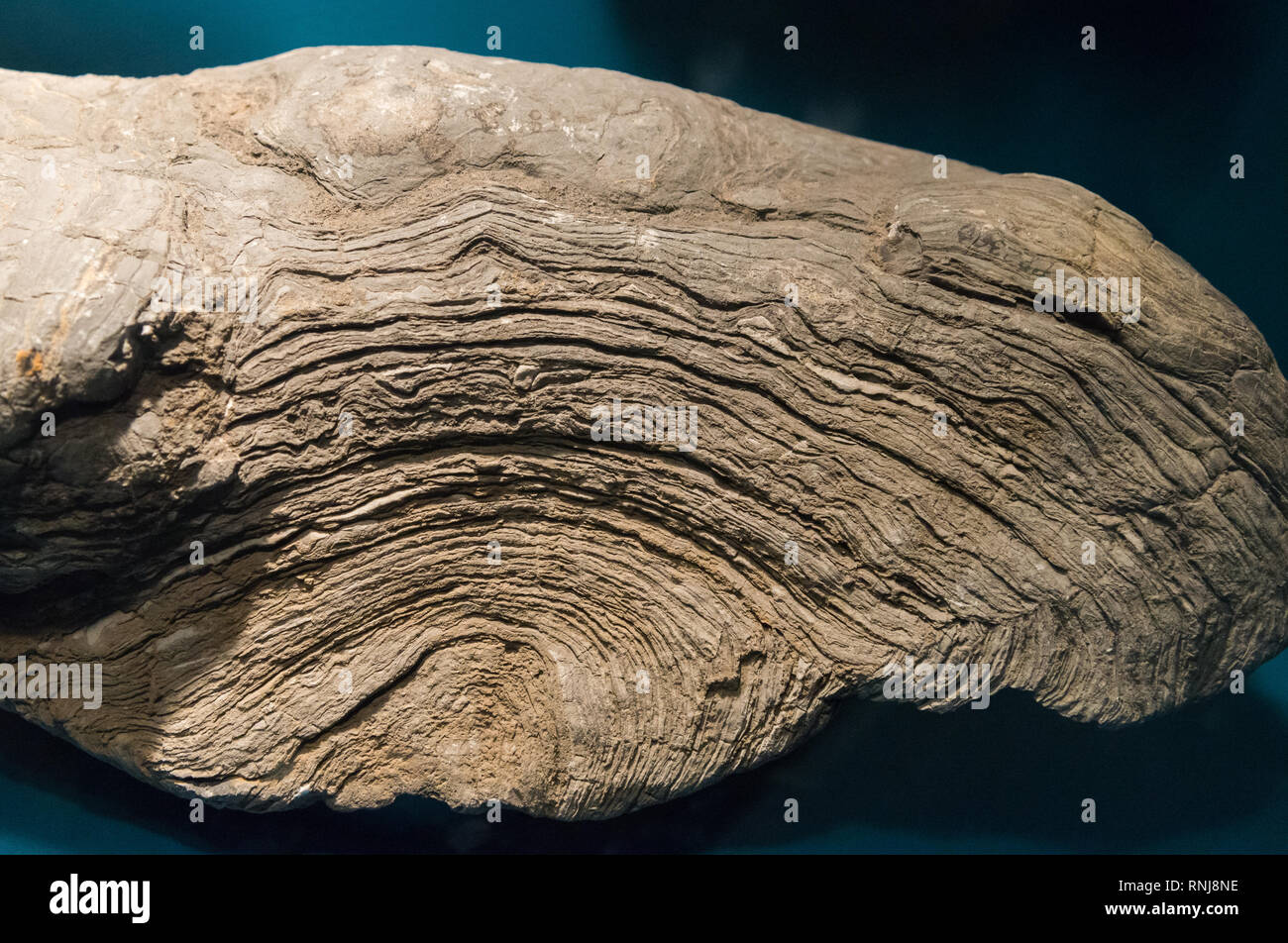 Stromatolite Fossil Stockfotos und -bilder Kaufen - Alamy