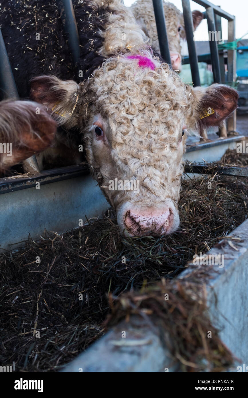 Kuh, die heu isst -Fotos und -Bildmaterial in hoher Auflösung – Alamy