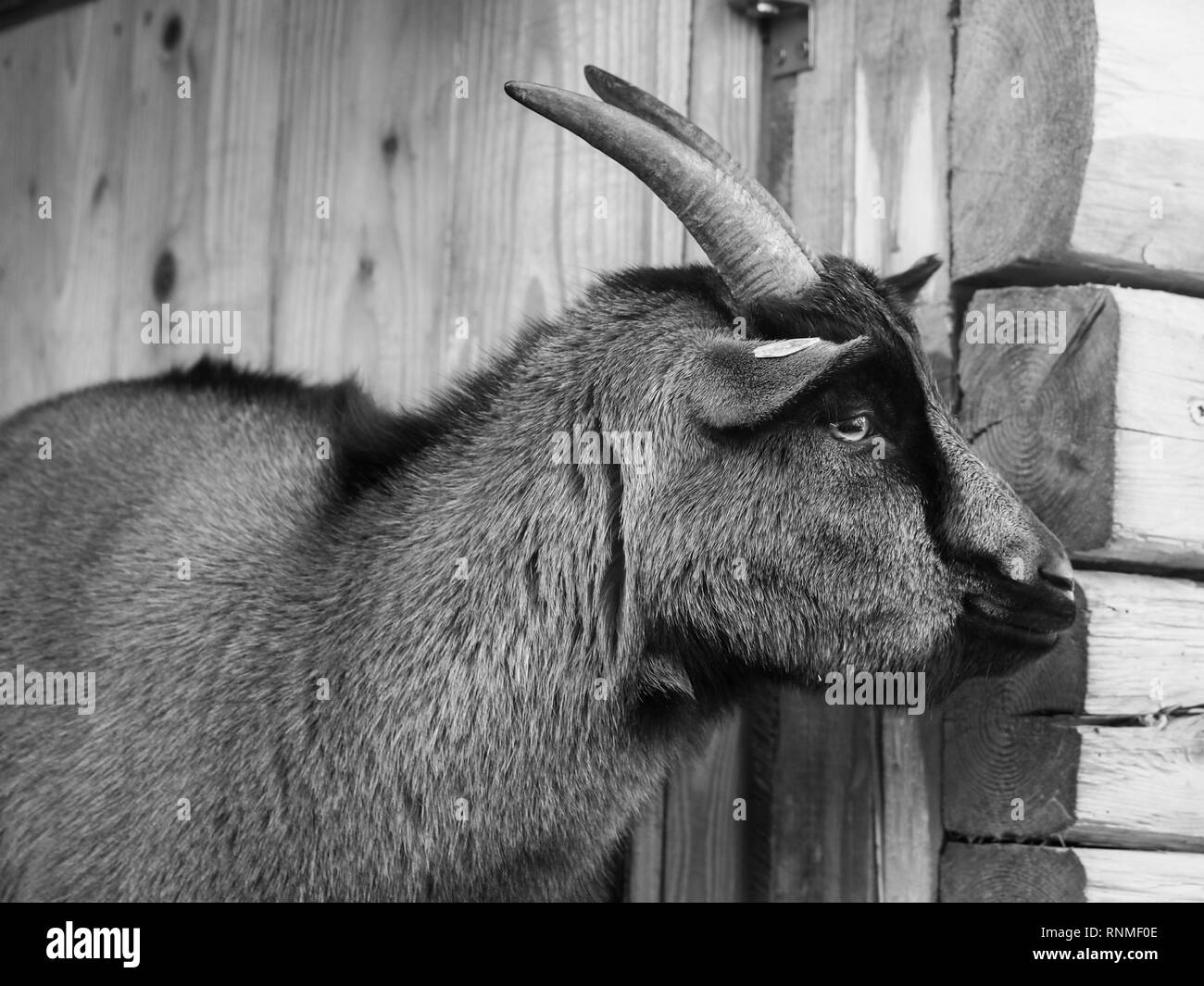 Ziege profil -Fotos und -Bildmaterial in hoher Auflösung – Alamy