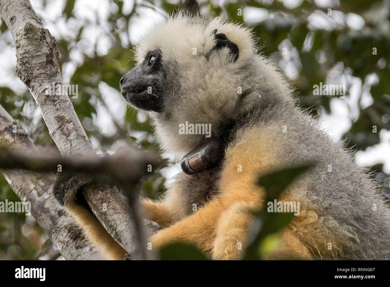 Diademed Sifaka aka diademed Simpona, (Propithecus diadema) Lemur mit ...