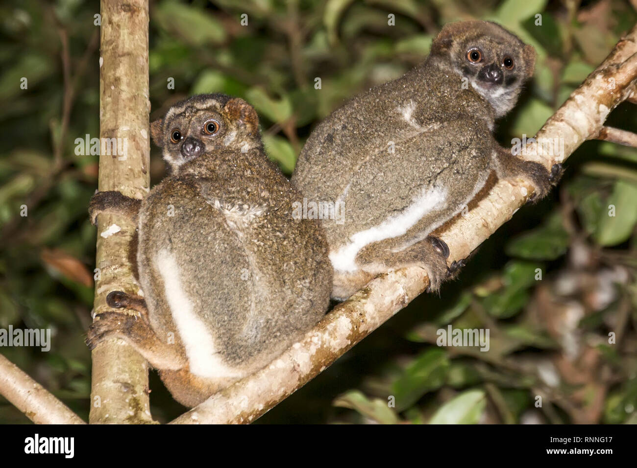Madagaskar und tonga -Fotos und -Bildmaterial in hoher Auflösung – Alamy