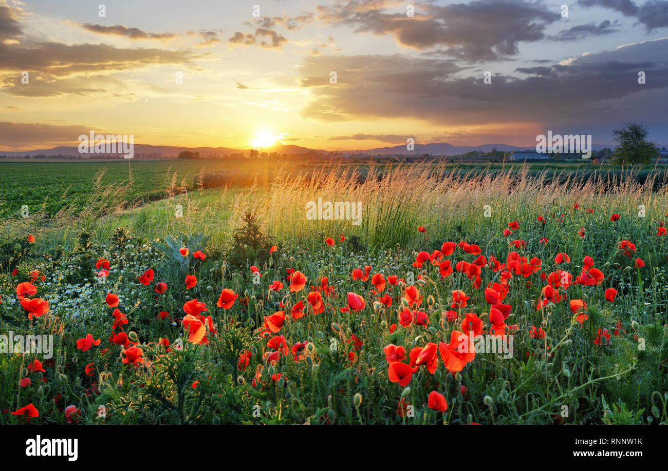 Mohn sommer -Fotos und -Bildmaterial in hoher Auflösung – Alamy