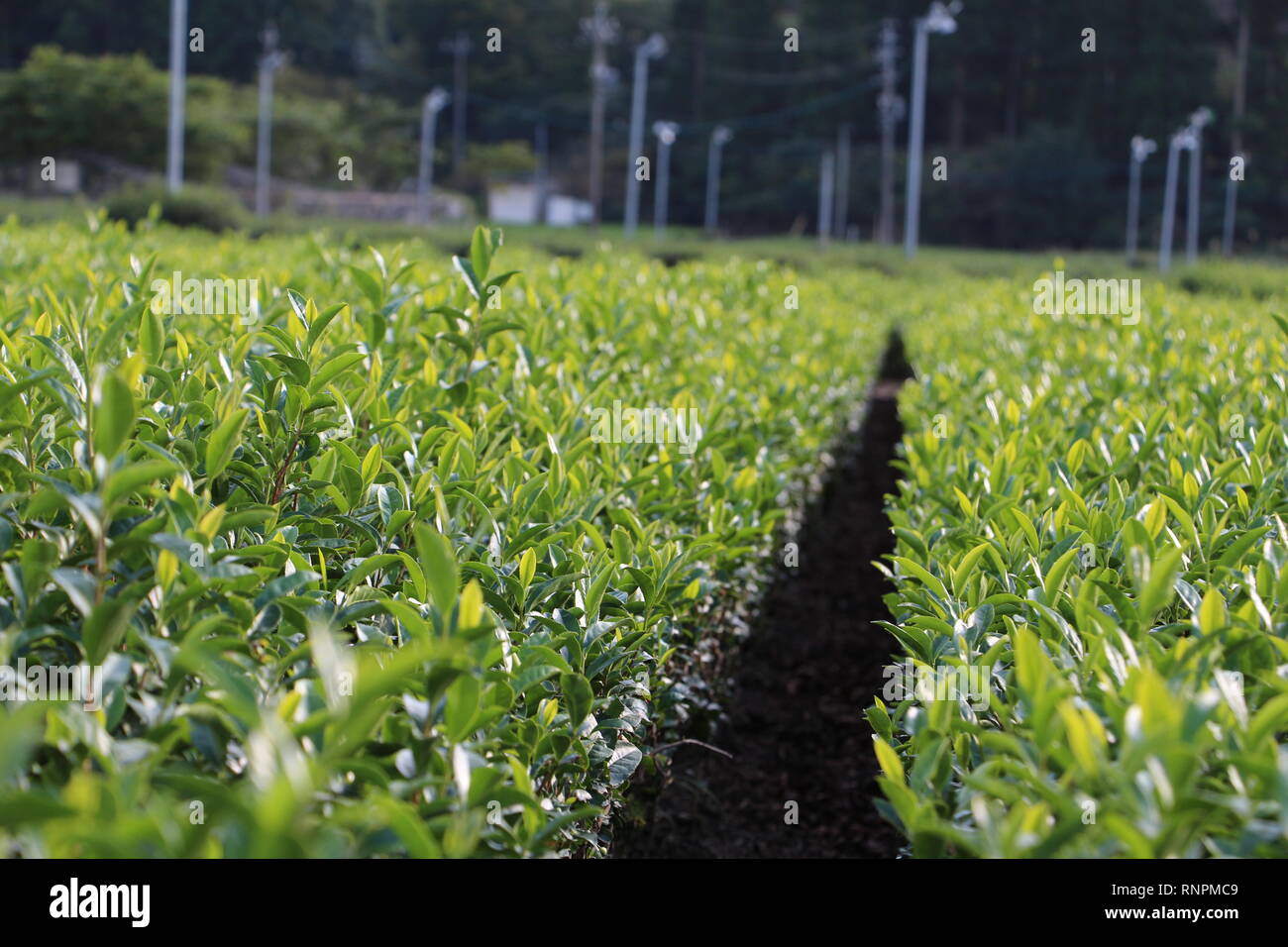 Tee plantage japan -Fotos und -Bildmaterial in hoher Auflösung – Alamy
