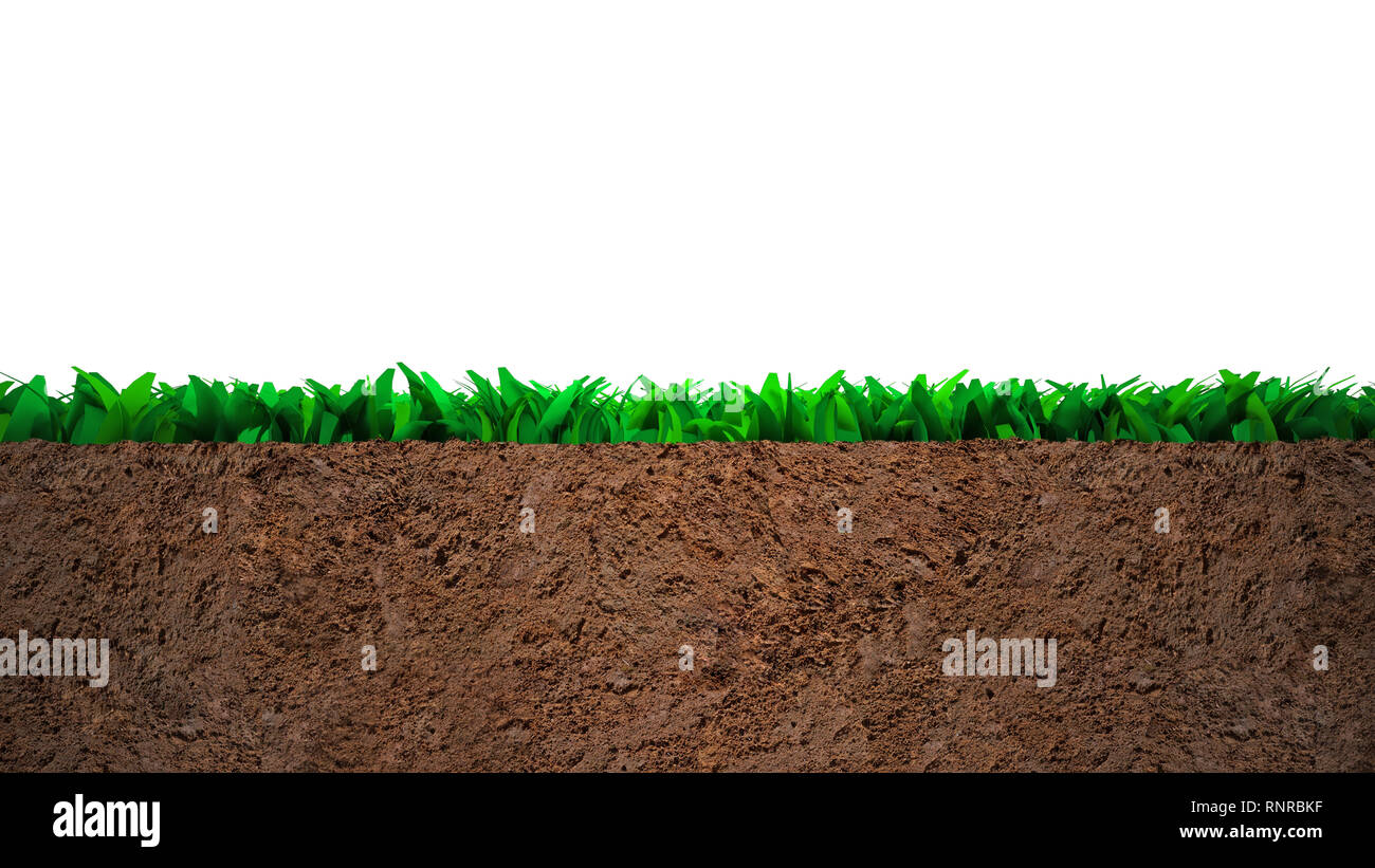 Querschnitt von Gras und Erde, auf weißem Hintergrund Stockfotografie ...