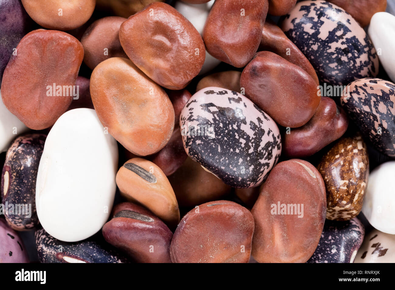 Hochwertiges Saatgut von Leguminosen, in eine Textur Formular für Ihren ...