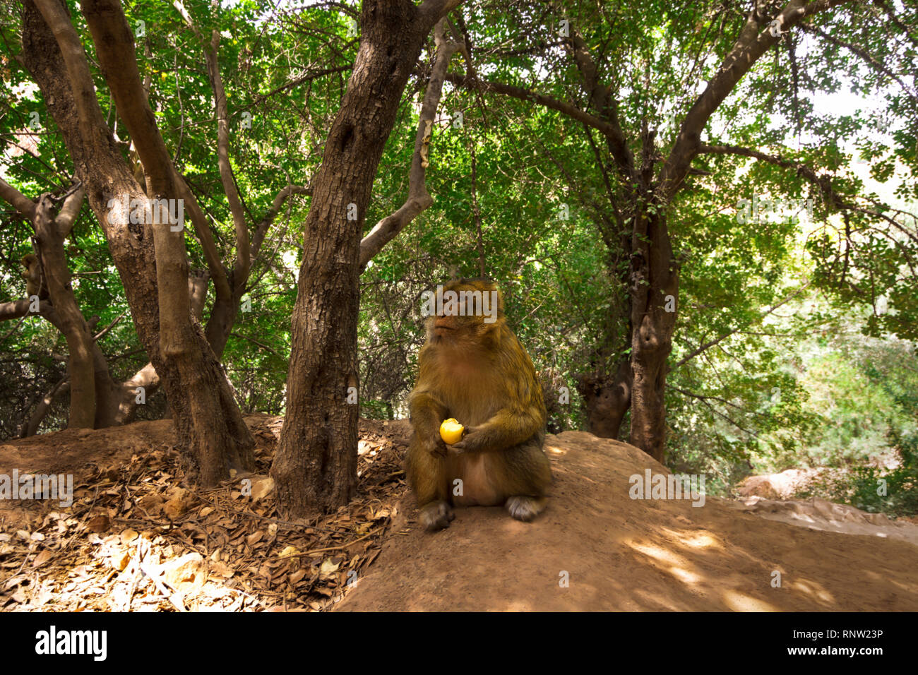 Junger affe -Fotos und -Bildmaterial in hoher Auflösung – Alamy
