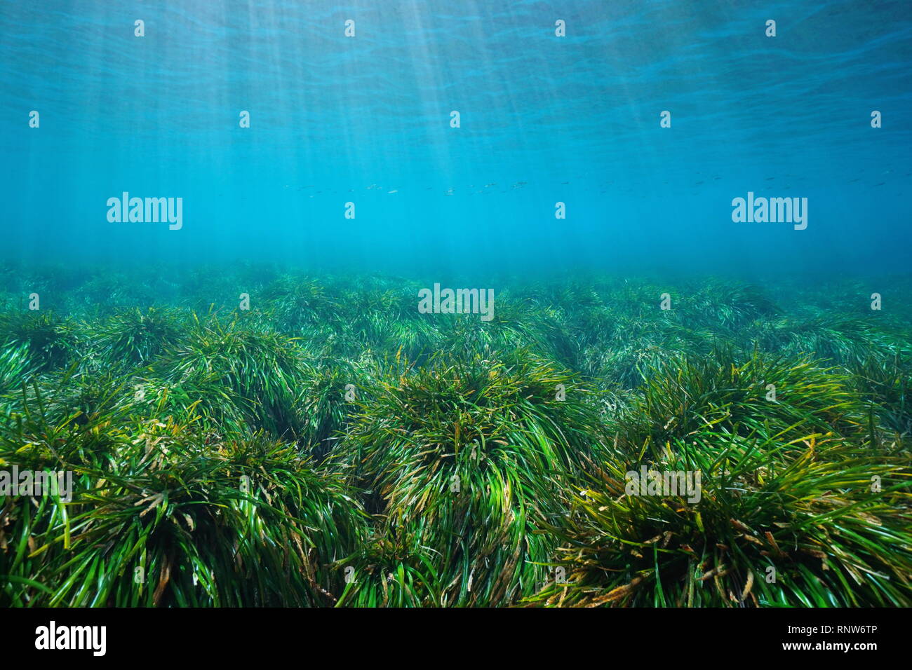 Mediterranean seagrass posidonia oceanica -Fotos und -Bildmaterial in ...