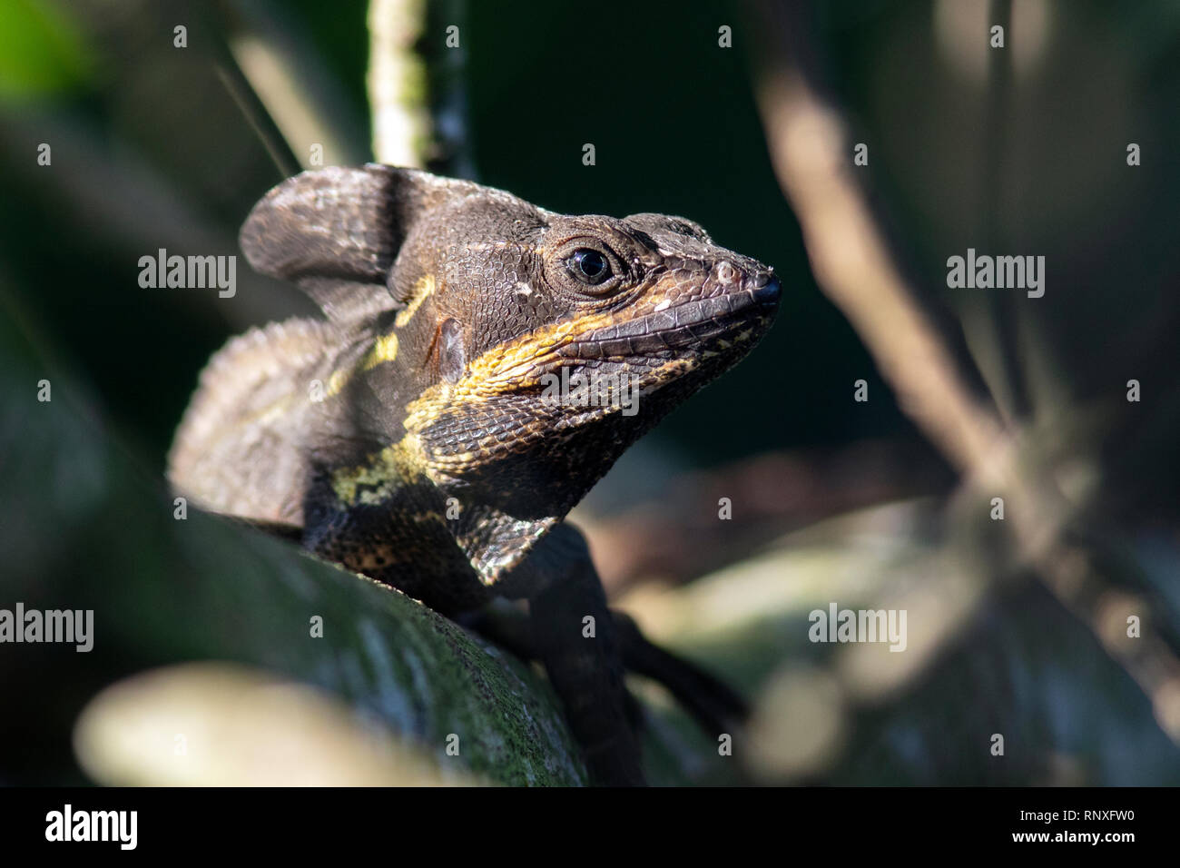 Green striped lizard -Fotos und -Bildmaterial in hoher Auflösung – Alamy