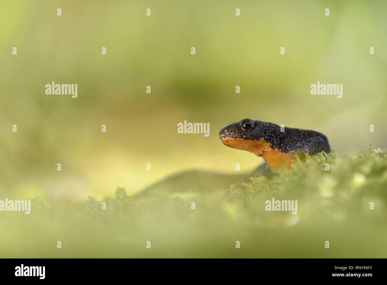 Lissotriton alpestris -Fotos und -Bildmaterial in hoher Auflösung – Alamy