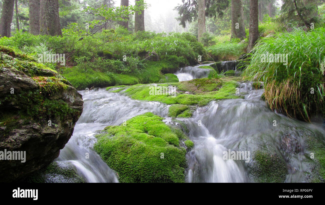 Der bayerische wald -Fotos und -Bildmaterial in hoher Auflösung – Alamy