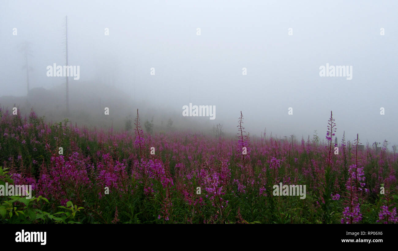 Der bayerische wald -Fotos und -Bildmaterial in hoher Auflösung – Alamy