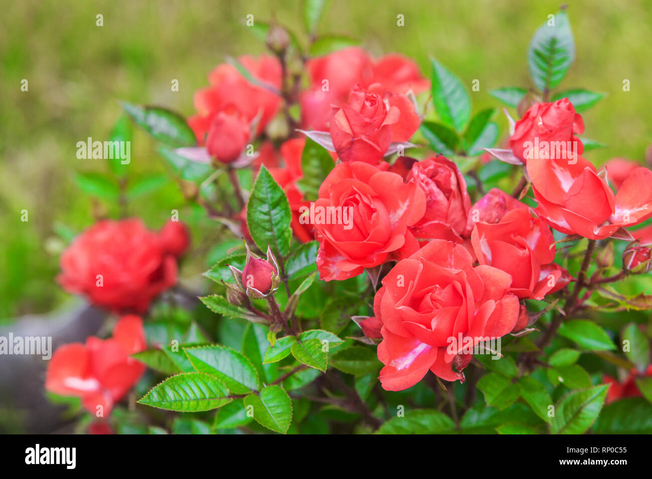 Garden bush -Fotos und -Bildmaterial in hoher Auflösung – Alamy