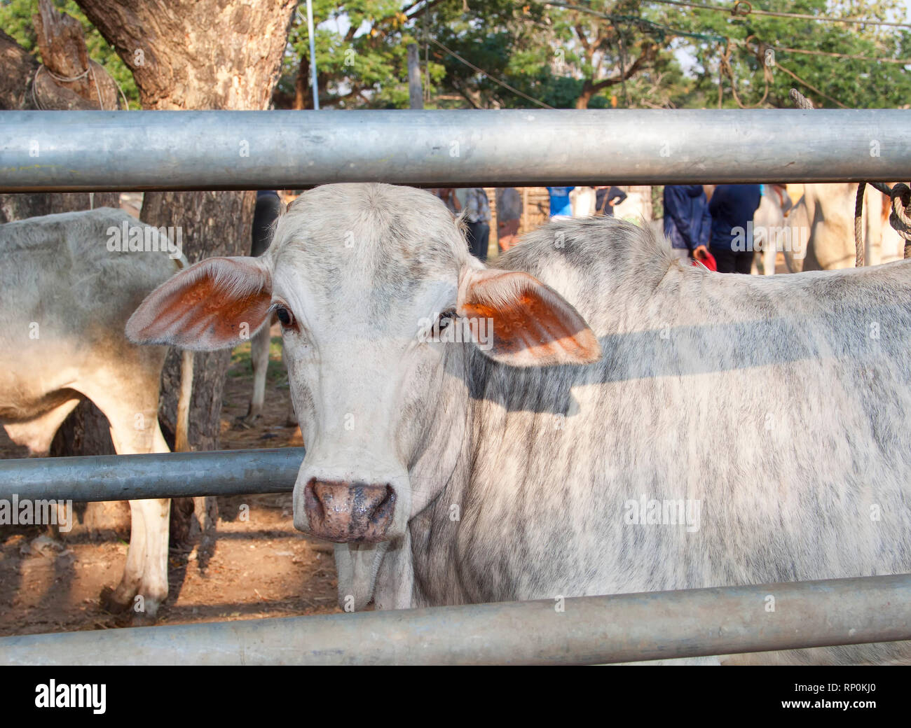 Zebu, bos primigenius Indicus oder Bos indicus oder Bos taurus indicus ...