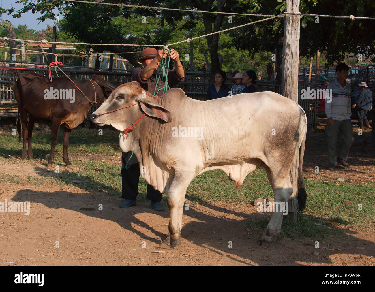 Bos taurus indicus -Fotos und -Bildmaterial in hoher Auflösung – Alamy