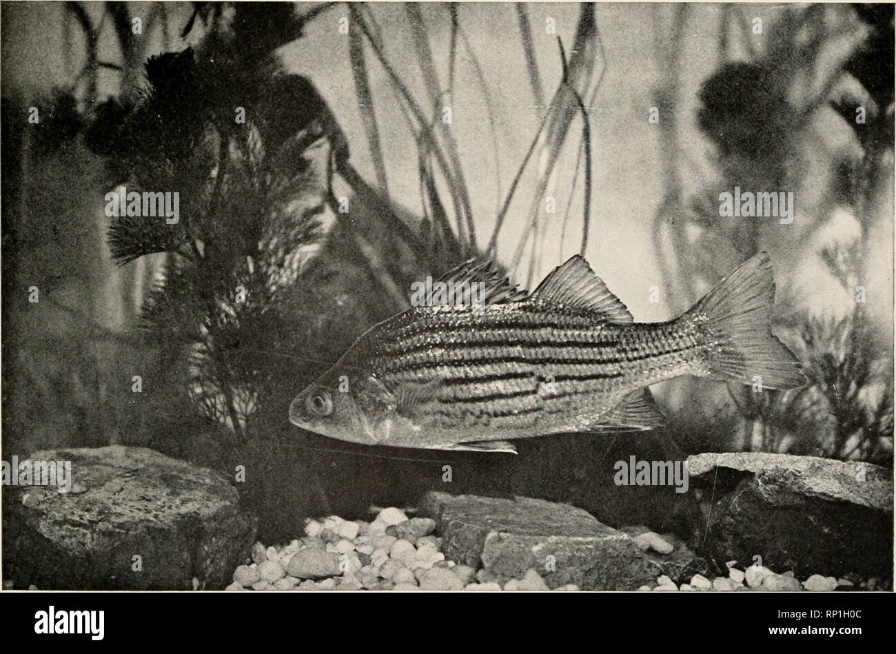Roccus lineatus -Fotos und -Bildmaterial in hoher Auflösung – Alamy