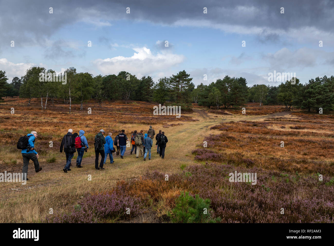 Dr heidebluete -Fotos und -Bildmaterial in hoher Auflösung – Alamy