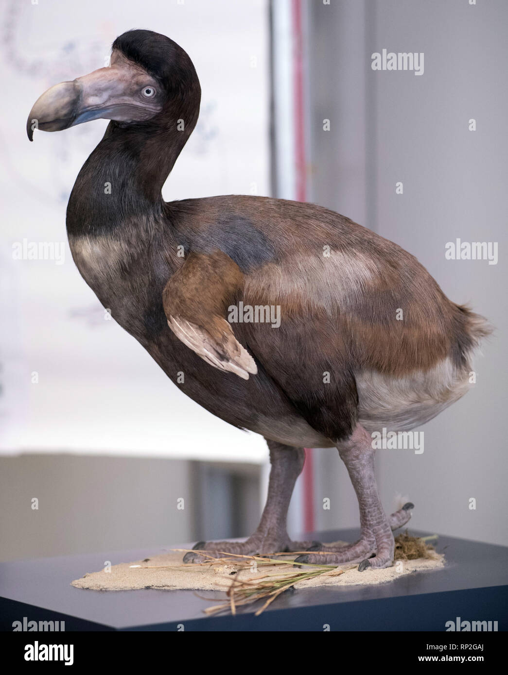 Dronte dodo -Fotos und -Bildmaterial in hoher Auflösung – Alamy