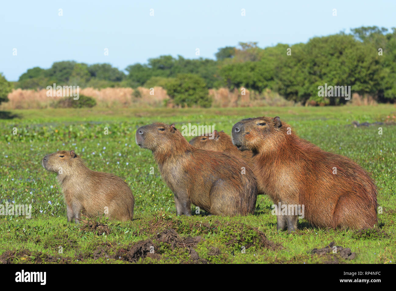 Capybara brazil -Fotos und -Bildmaterial in hoher Auflösung – Alamy