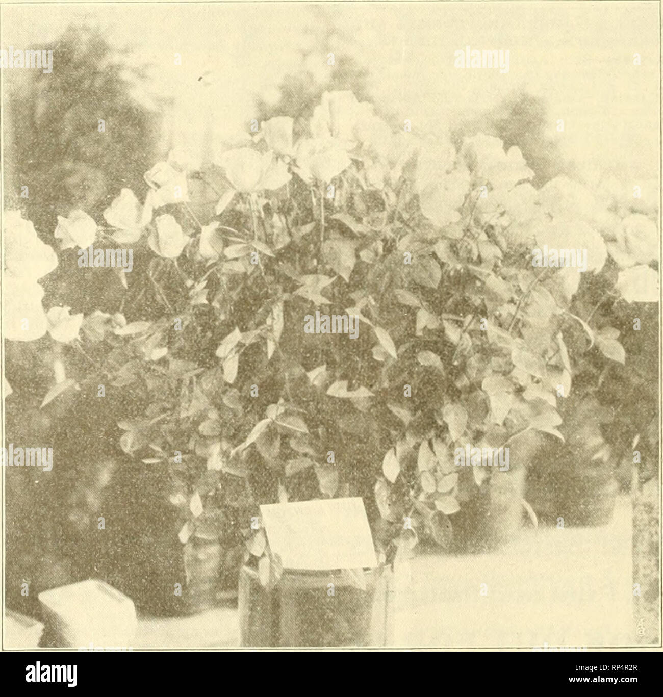 Viele wege zwischen den tulpen -Fotos und -Bildmaterial in hoher ...