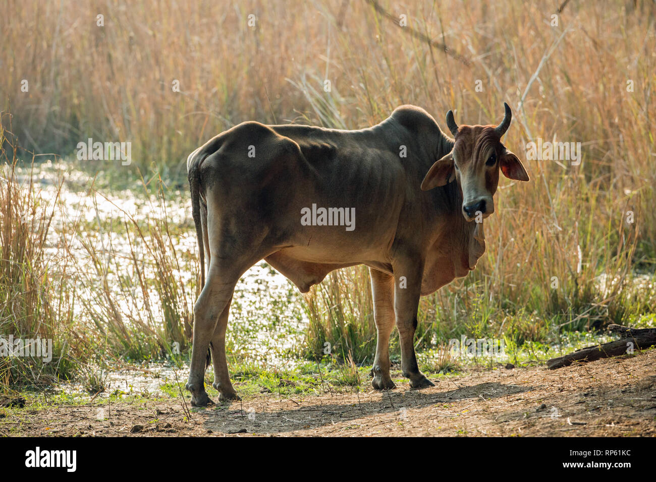 Knochen auf zug -Fotos und -Bildmaterial in hoher Auflösung – Alamy