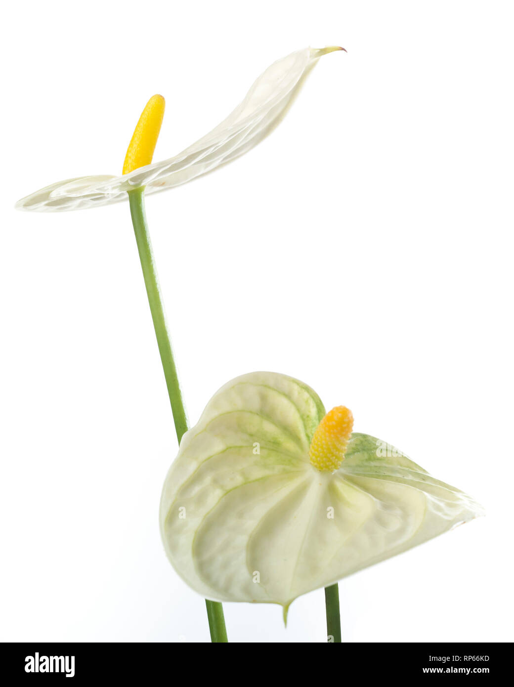 Anthurium flowers -Fotos und -Bildmaterial in hoher Auflösung – Alamy
