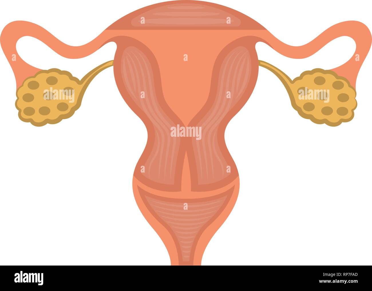 Reproduktive anatomie Stock-Vektorgrafiken kaufen - Alamy